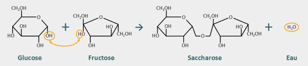 Sucre et glycémie, quel impact sur notre santé ? - Cascabel